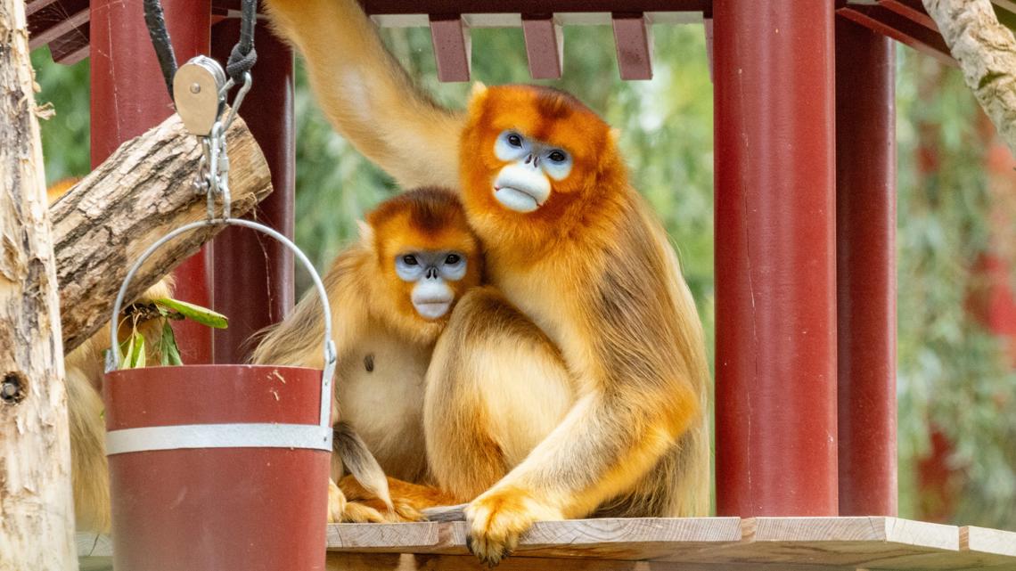 China's rare golden monkeys debut at European zoos, a possible ...