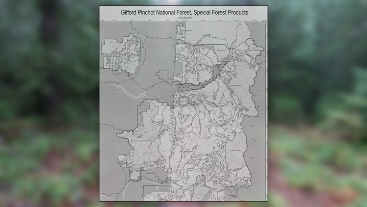 Here's where to harvest your own Christmas tree in Oregon | kgw.com