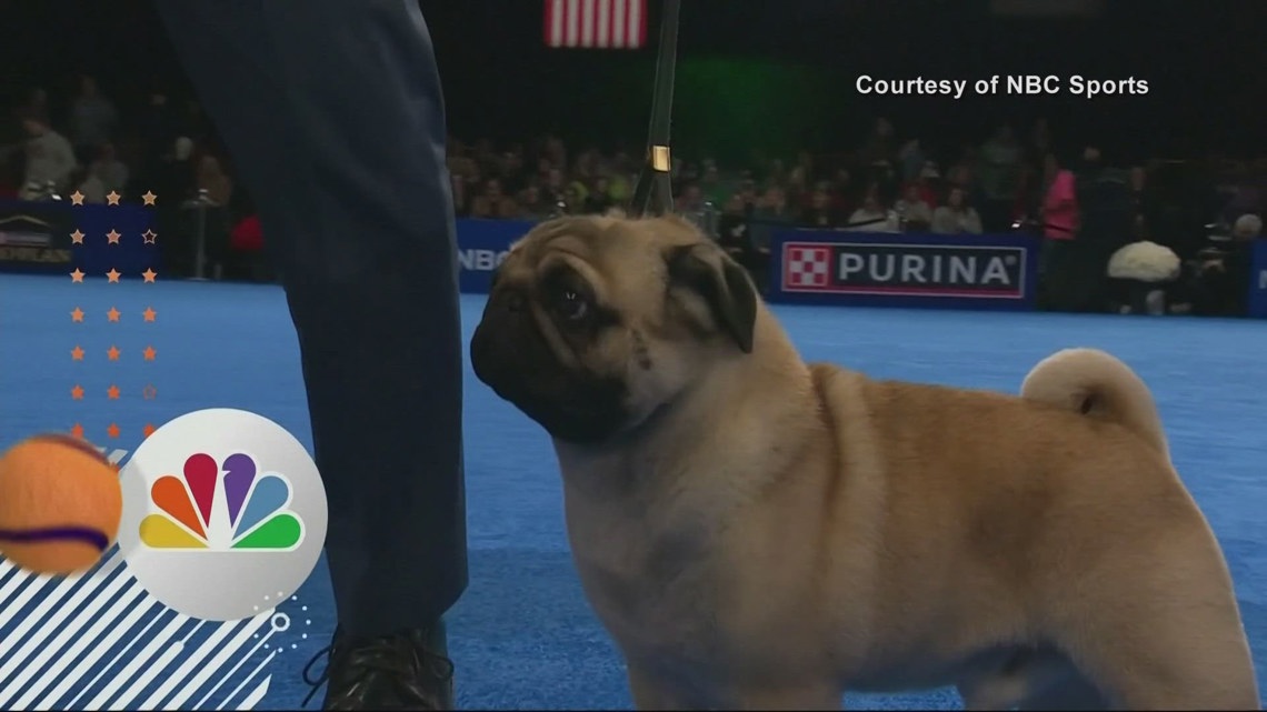 Pug wins National Dog Show for first time in 20 years | kgw.com