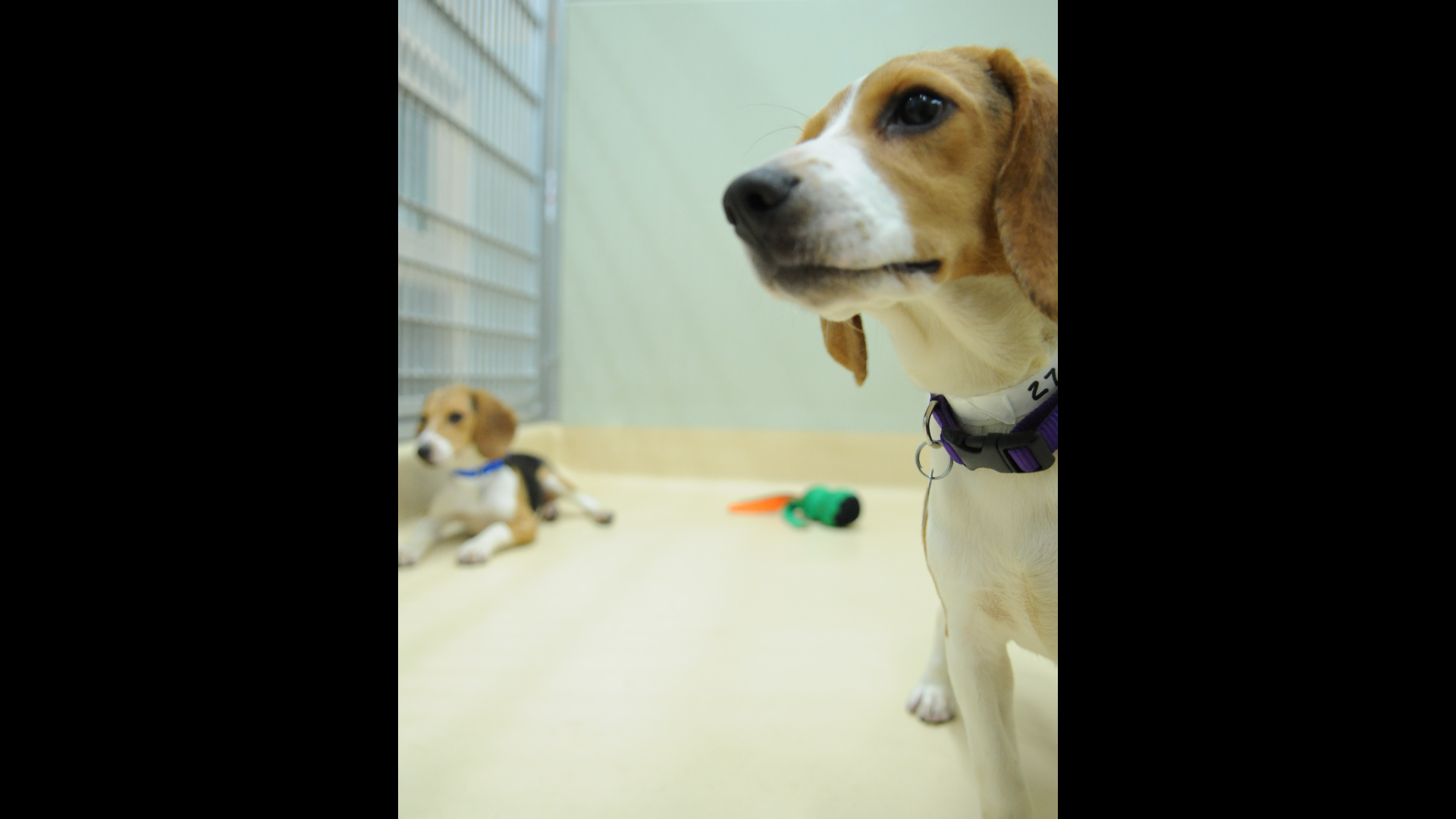 OHS receives approx. 80 beagles from historic rescue operation | kgw.com