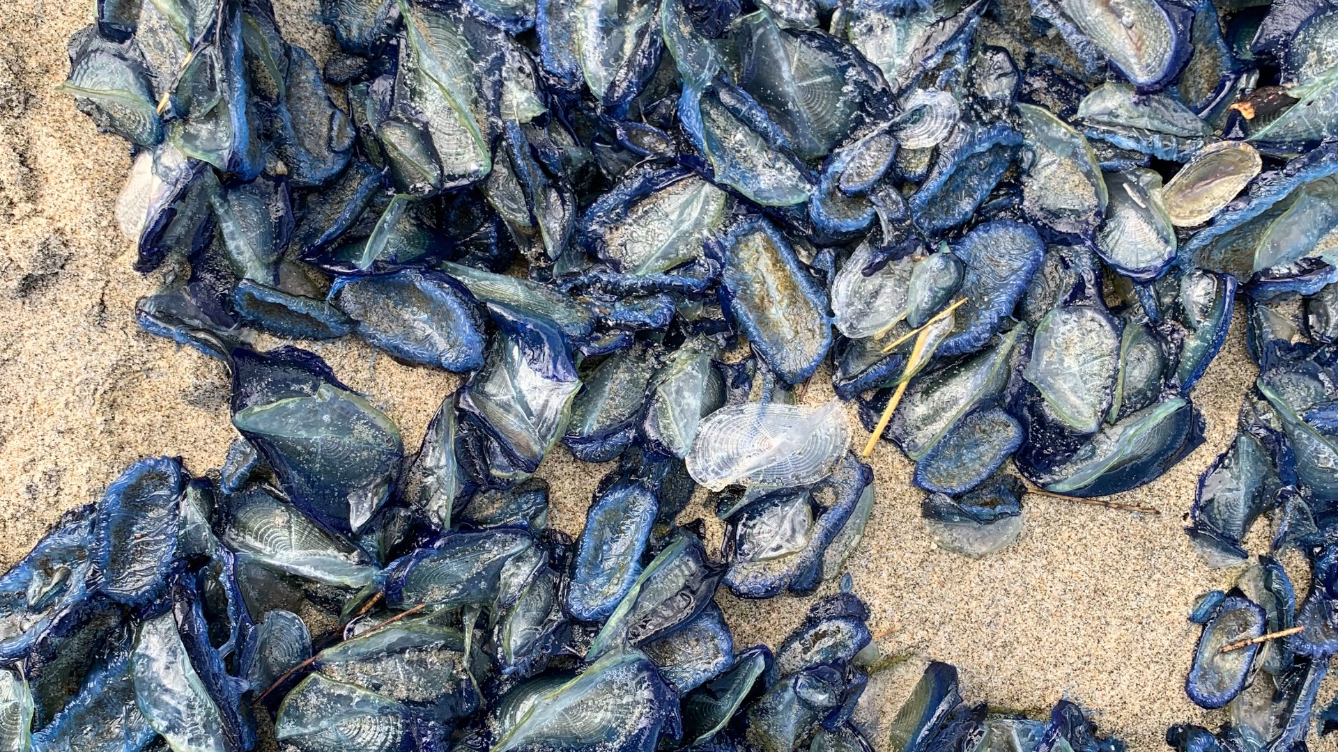 Odd blue jellyfish-like creatures wash up on Oregon beaches | kgw.com