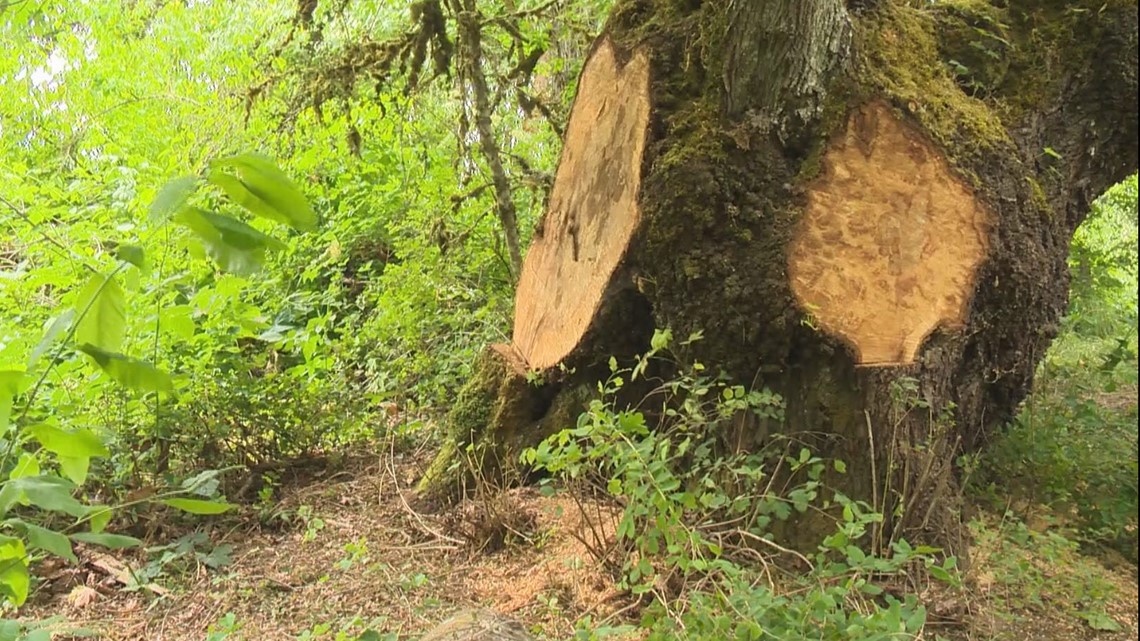 Thieves with chainsaws steal tree burls from Corvallis park | kgw.com