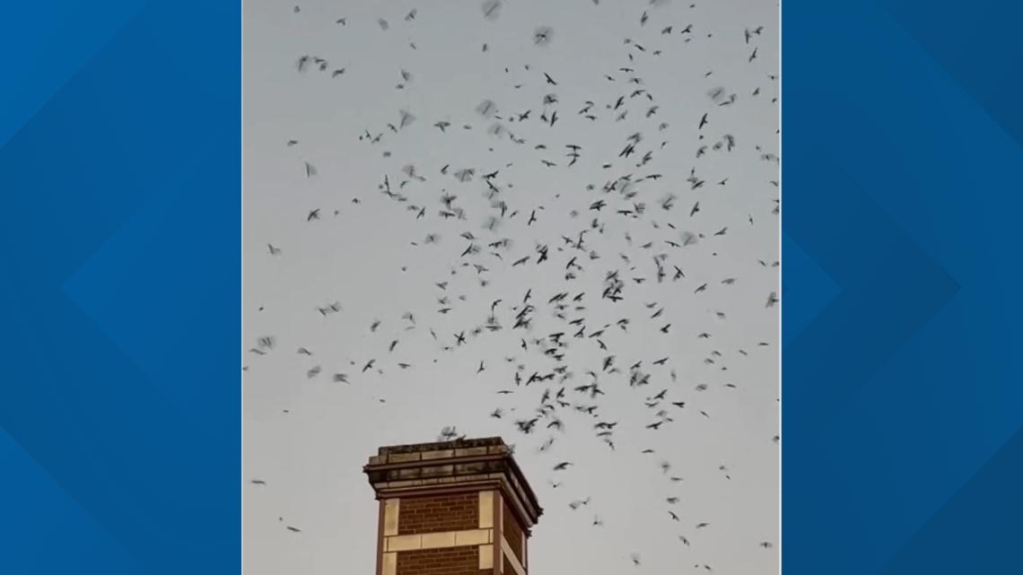 More than 7,000 Vaux's swifts spotted at Southeast Portland elementary ...