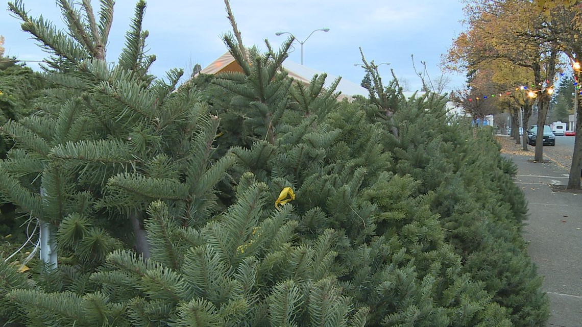 Christmas tree prices climb this holiday season | kgw.com