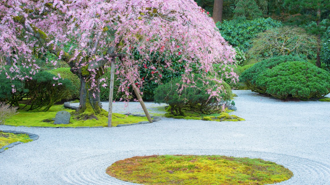 Cherry blossoms in Portland: Where you can see them | kgw.com