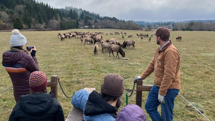 Elk feeding tours return at Jewell Meadows Wildlife Area | kgw.com