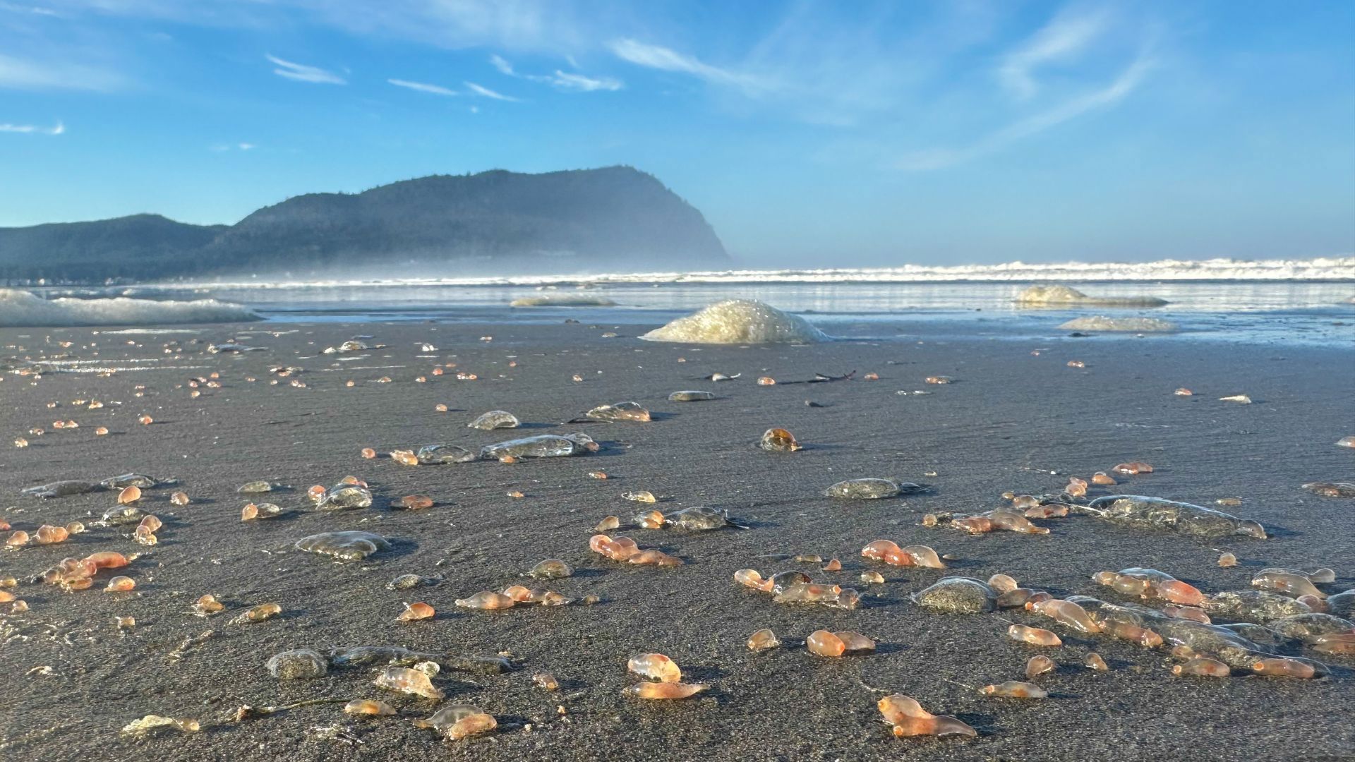 Thousands of 'skin-breathing' sea cucumbers left stranded on Oregon ...