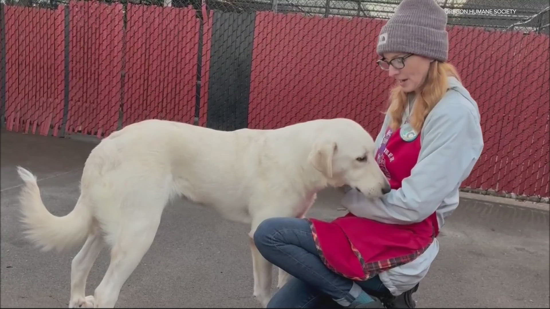 Oregon Humane Society looking to home dozens of dogs rescued from ...