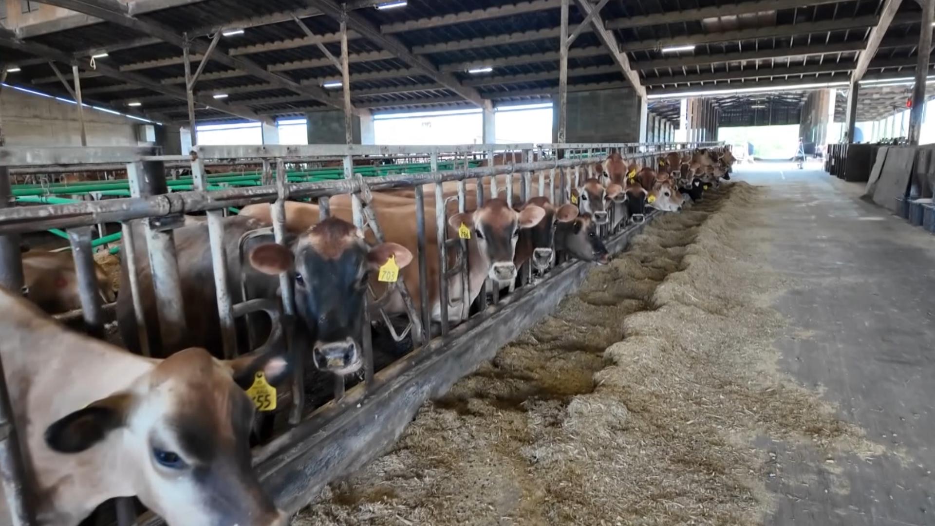 Small Oregon dairy farm becomes the subject of misinformation | kgw.com