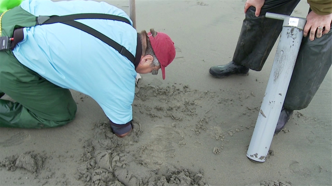 Razor clam harvesting reopens along much of Oregon Coast | kgw.com