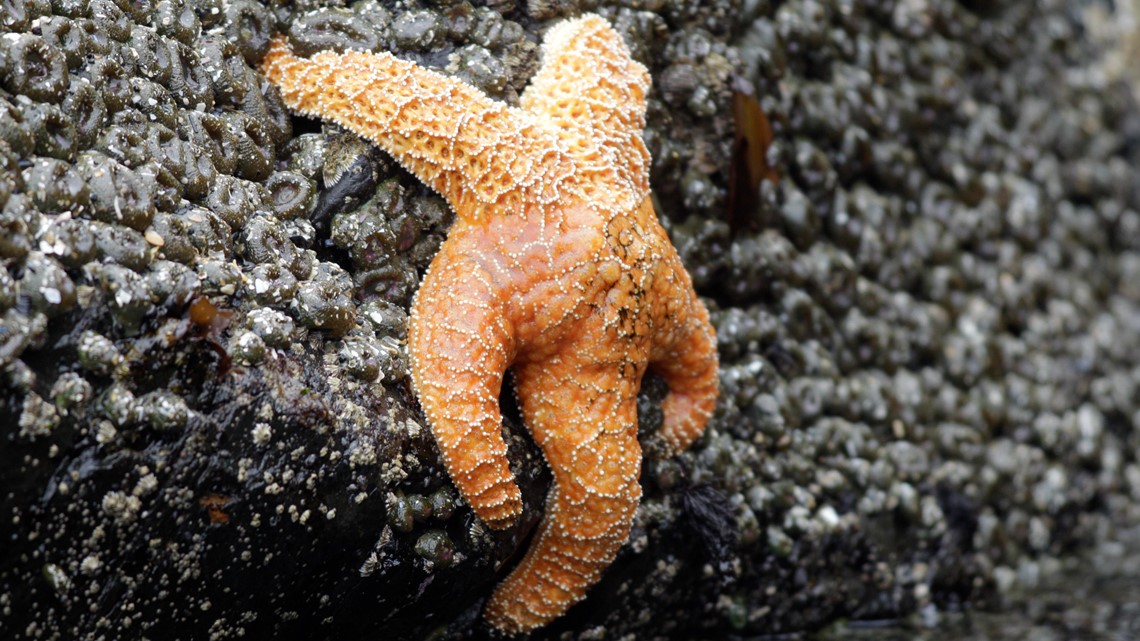 Oregonians who fish recreationally cannot take home starfish | kgw.com