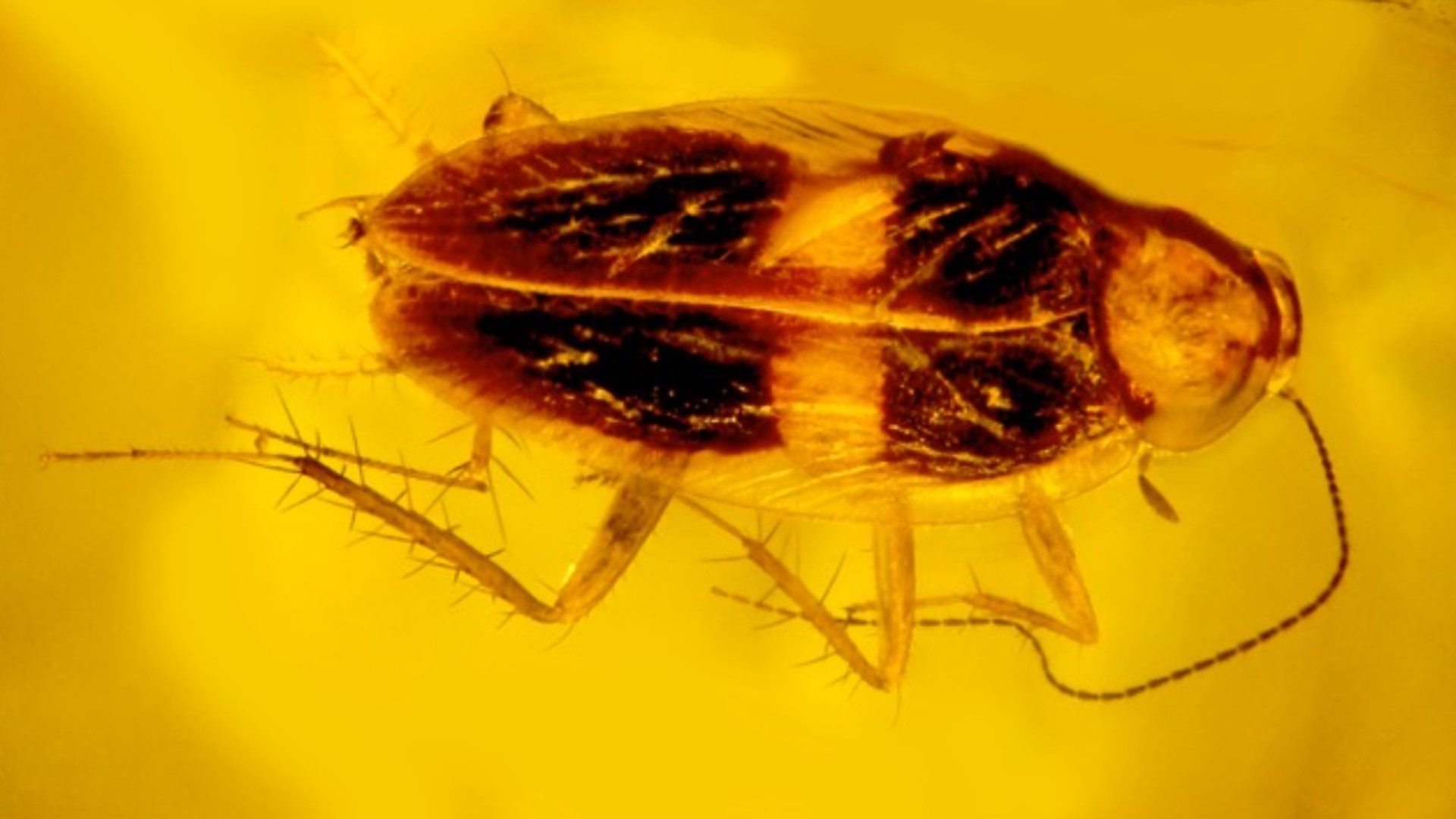 Oregon State researcher discovers new cockroach species | kgw.com