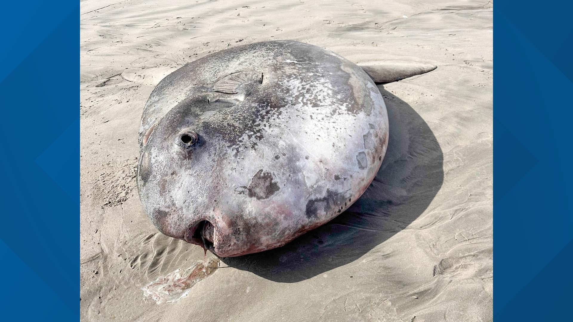 Rare giant fish washes up on Oregon Coast | kgw.com
