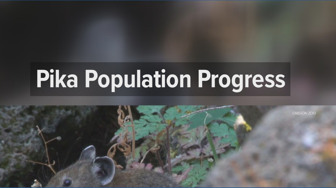 Pika Population Increasing in Columbia River Gorge | kgw.com