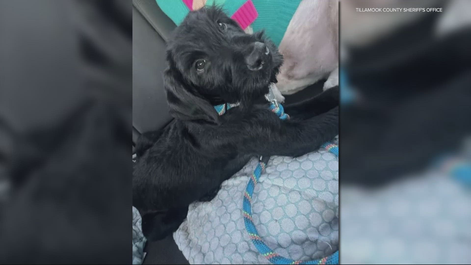 Fisherman rescues trapped puppy with broken leg on Wilson River | kgw.com