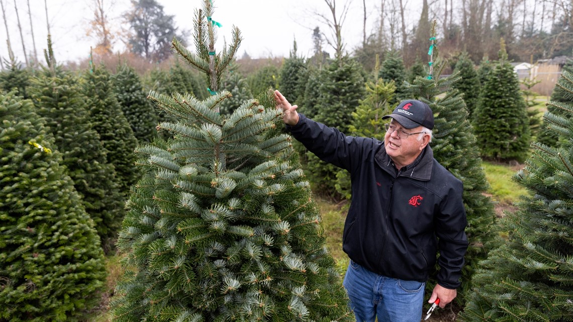 Future Christmas trees may depend on growers' ability to adapt | kgw.com