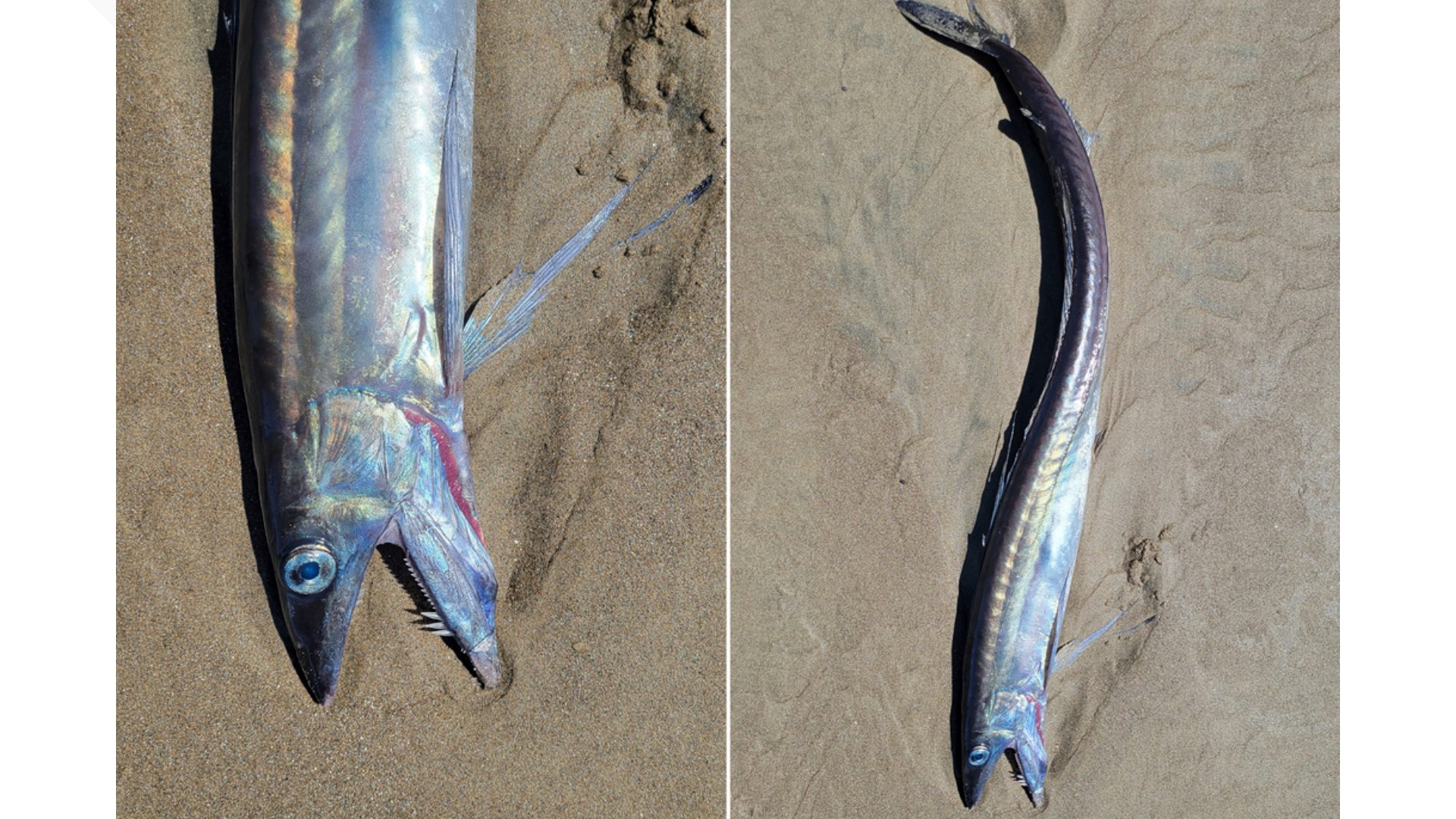 Deep-sea lancetfish wash up along the Oregon coast | kgw.com