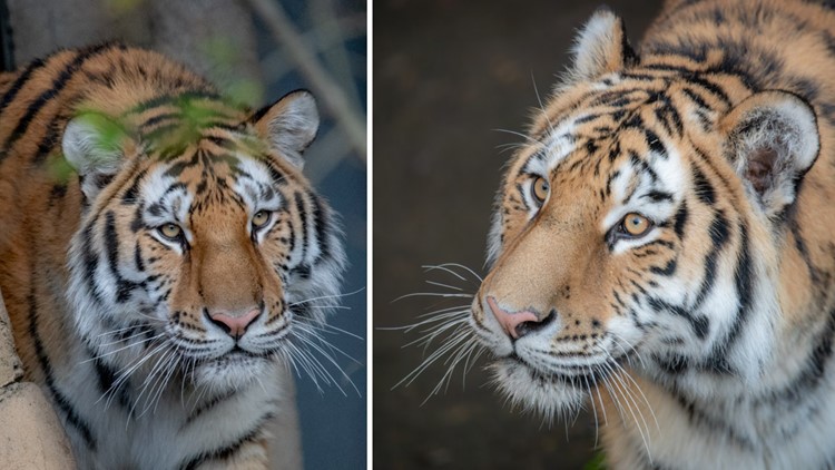 Oregon Zoo welcomes two endangered tiger brothers | kgw.com