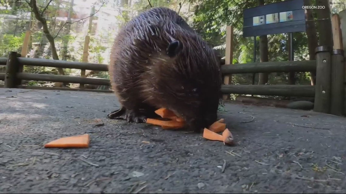 Oregon Zoo's beaver Filbert turns 13 | kgw.com