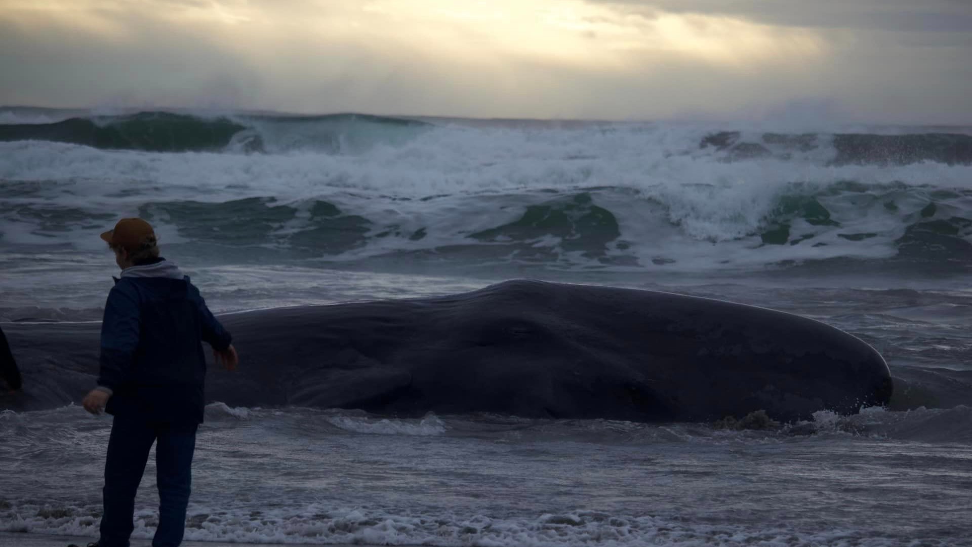 Dead whale washes up on Oregon coast at Fort Stevens State Park | kgw.com