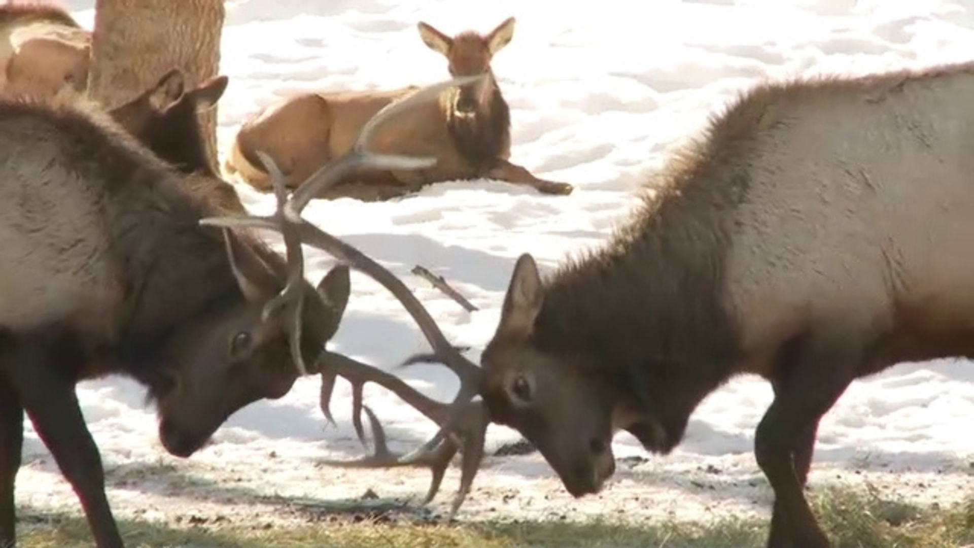 Baker County artist sketches majestic Oregon elk herds | kgw.com