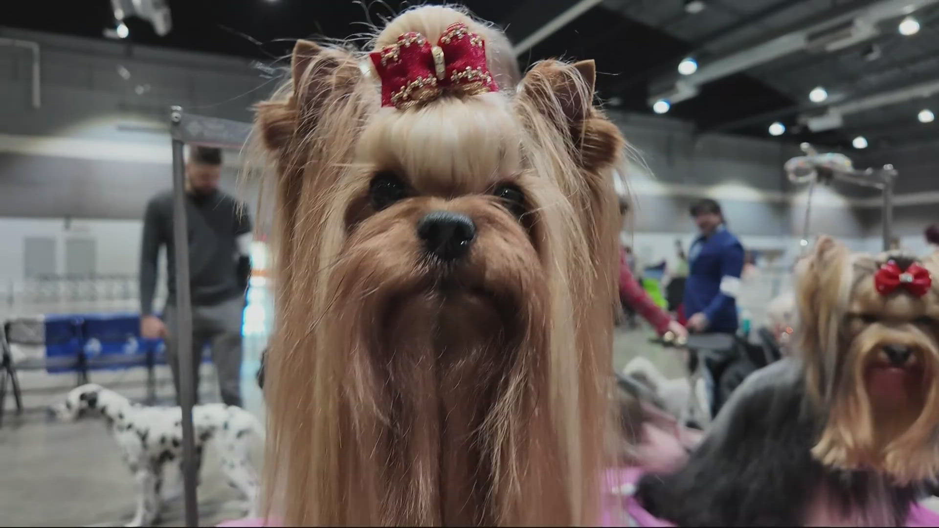 Largest Northwest dog show series kicks off in Portland | kgw.com