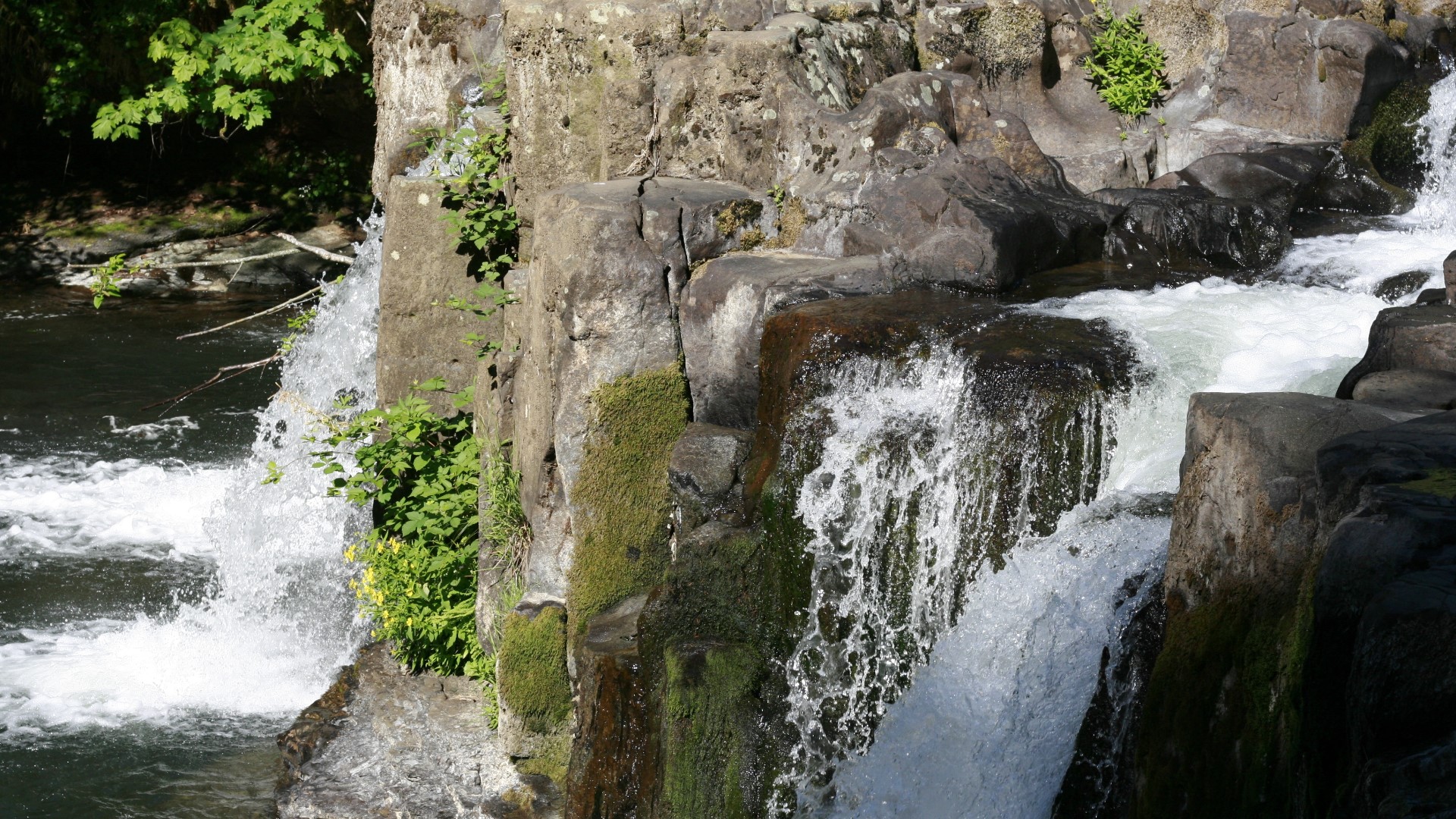 Balm Grove Dam to be removed this summer | kgw.com