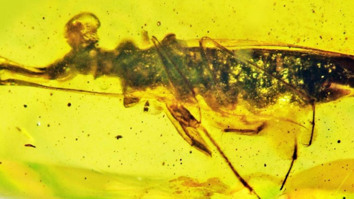 OSU professor names 100-million-year-old insect found in amber | kgw.com
