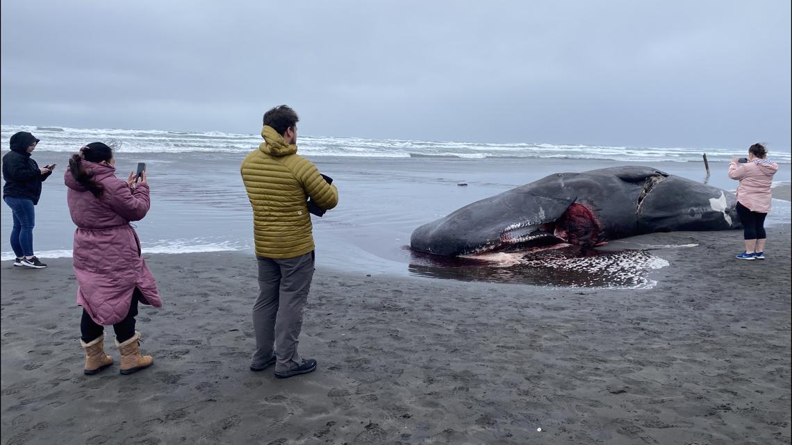 40-foot-long whale washed up on the Oregon coast | kgw.com