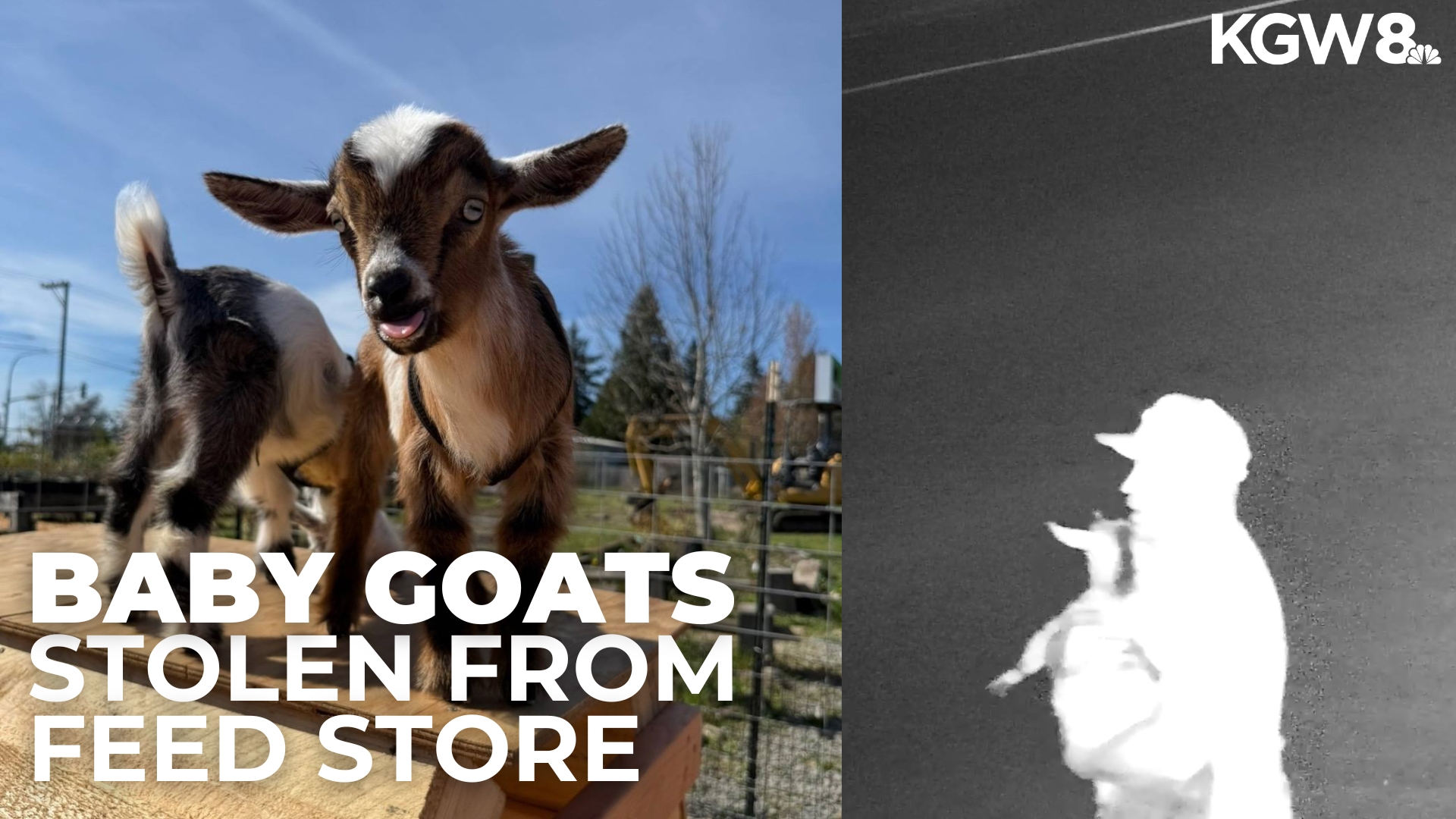 Baby goats and rabbit stolen from Clark County feed store | kgw.com