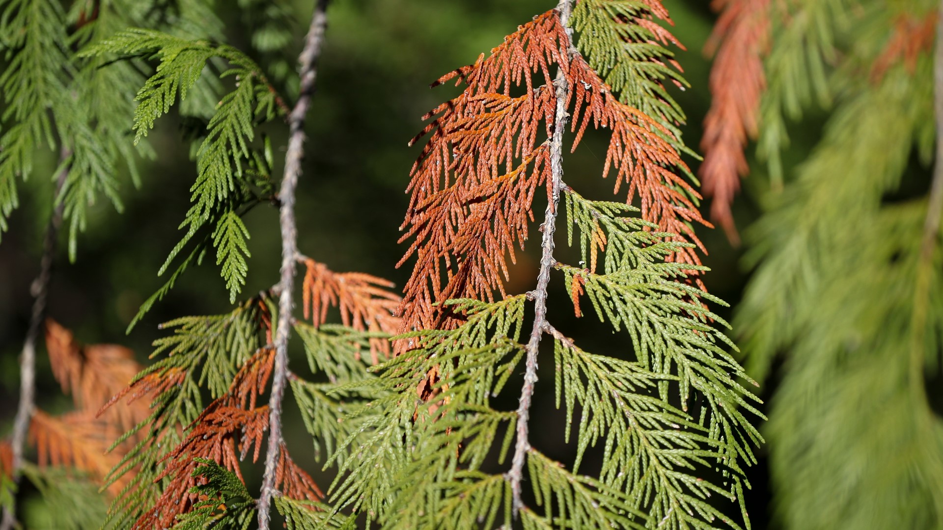 How climate change is hastening Pacific Northwest forests' demise | kgw.com