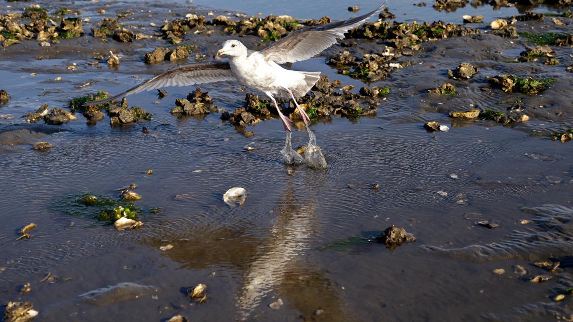High levels of shellfish poisoning found along Washington Coast | kgw.com