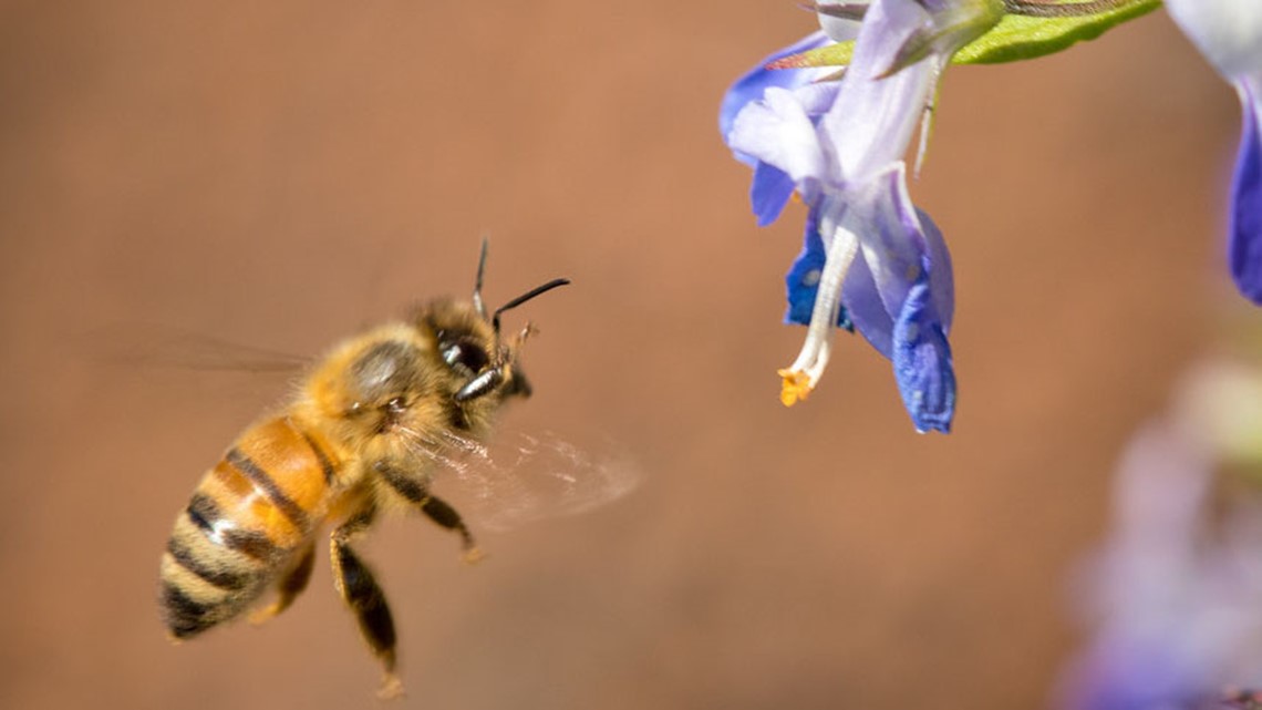 Univ. of Oregon team working to help endangered bee populations | kgw.com