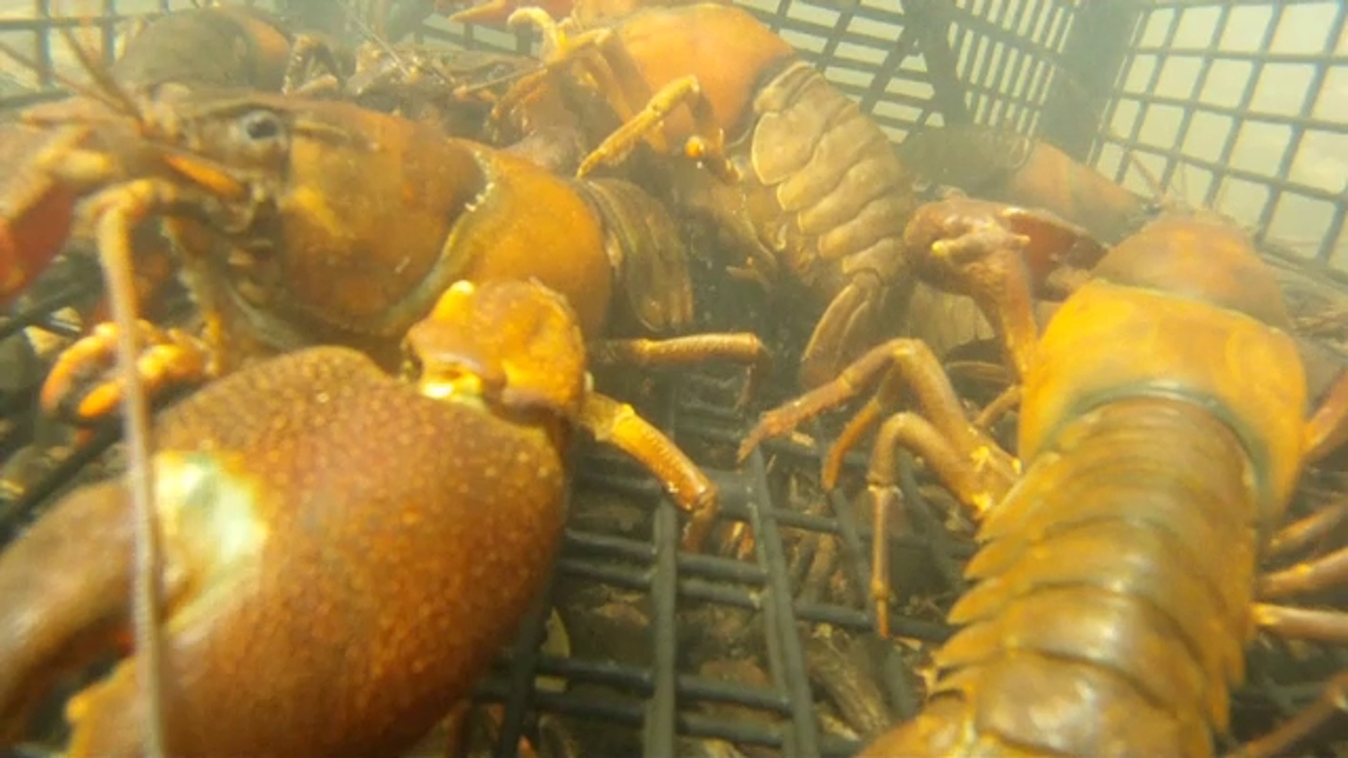 Camping on Trask River in Oregon Coast Range | kgw.com