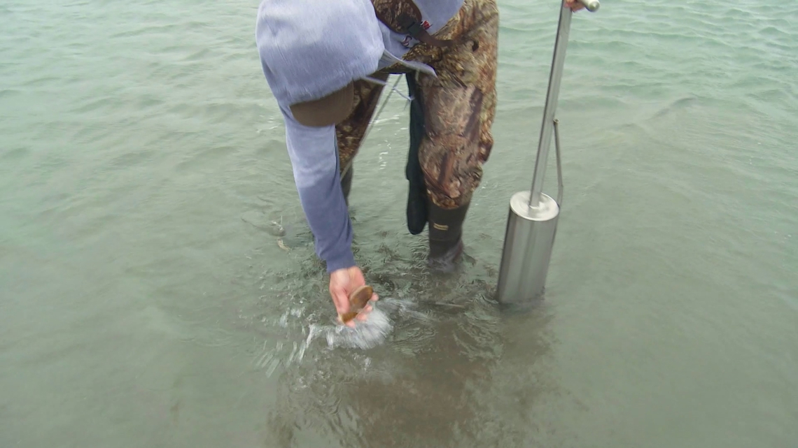 Razor clam harvesting reopens along much of Oregon Coast | kgw.com