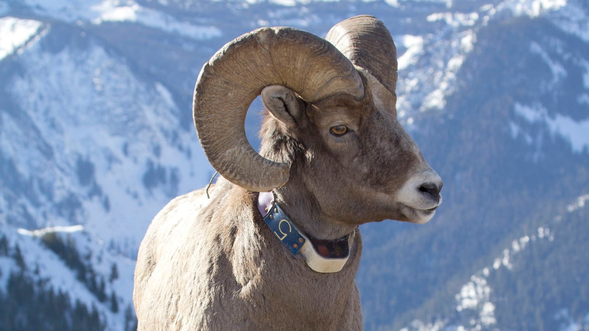 $3,500 reward for information about bighorn sheep poaching | kgw.com