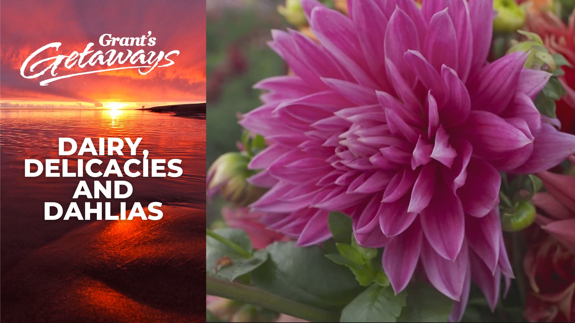 Beyond Tillamook County's famous dairies, find the fields of dahlias ...