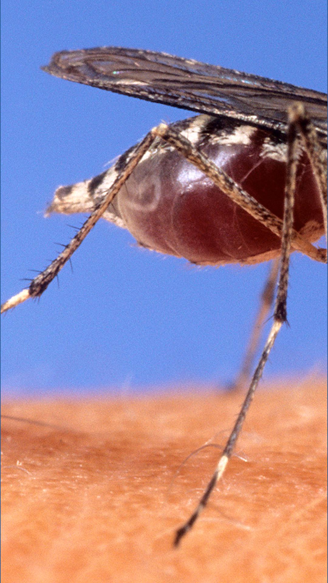 Mosquitoes with West Nile virus detected in Oregon | kgw.com