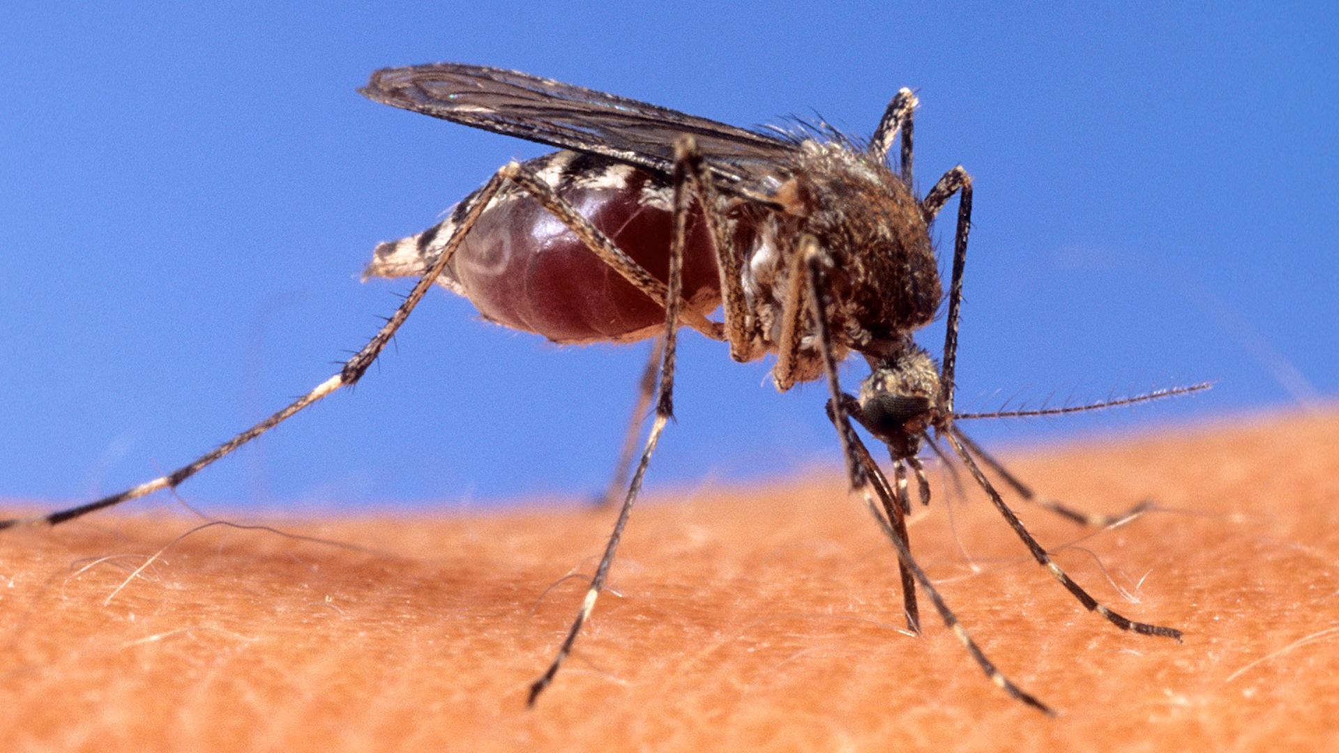 Mosquitoes with West Nile virus detected in Oregon | kgw.com