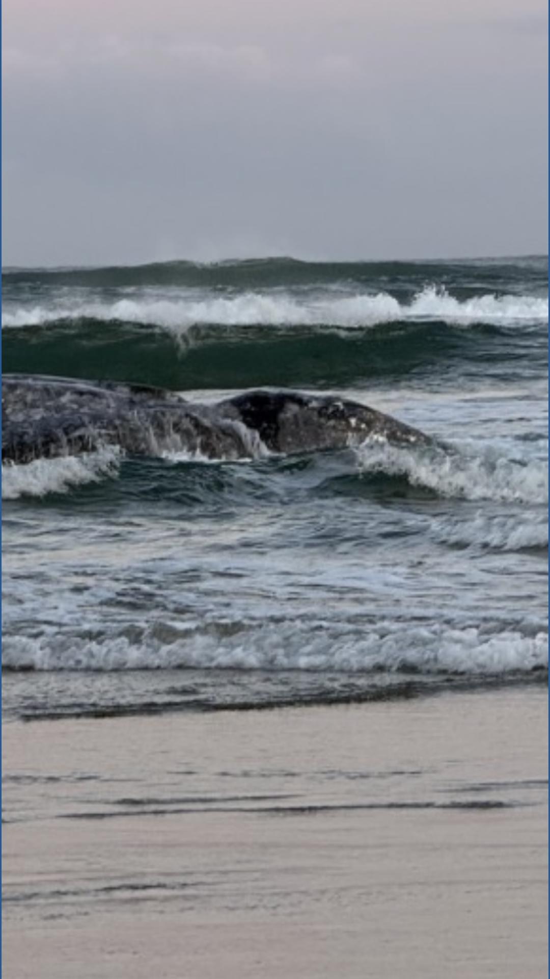 Dead gray whale washes ashore near Florence | kgw.com