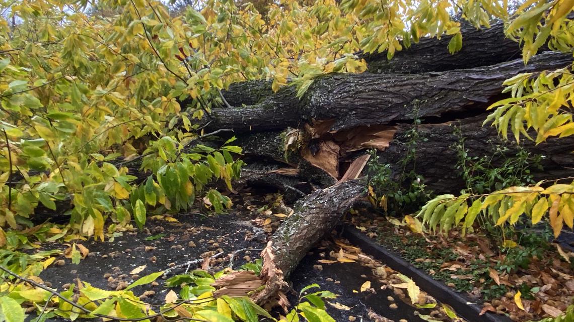 Photos: Downed trees across Portland | kgw.com