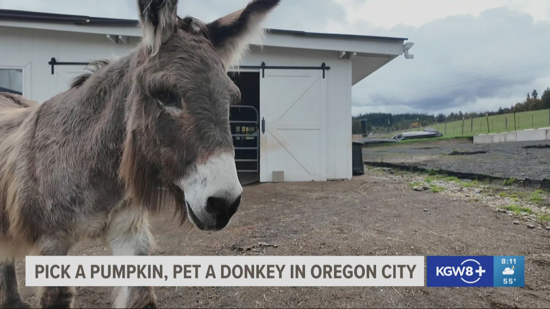 Pick a pumpkin, pet a donkey in Oregon City | kgw.com