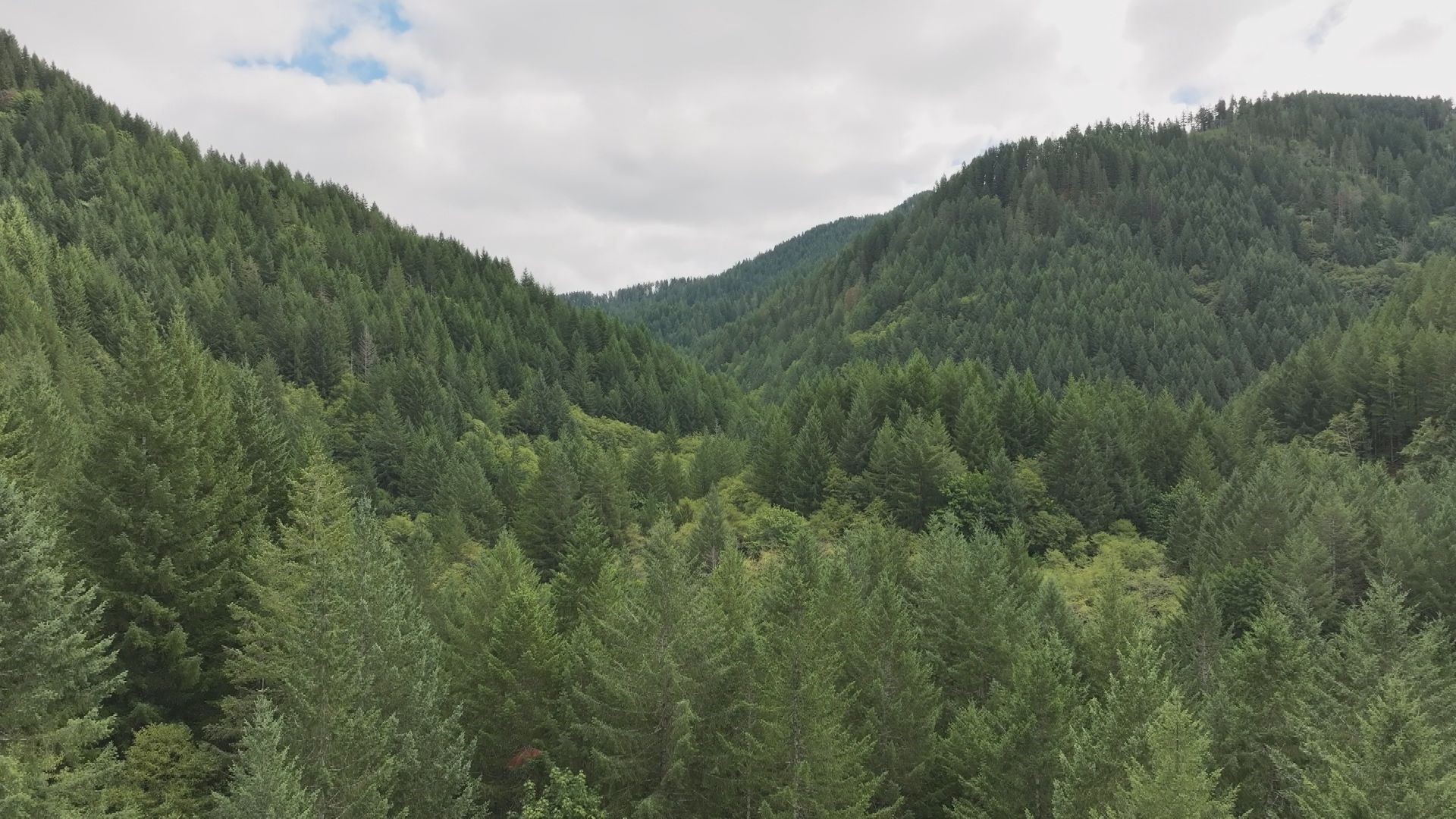 Oregon's state forest plan rankles environmental, timber groups | kgw.com