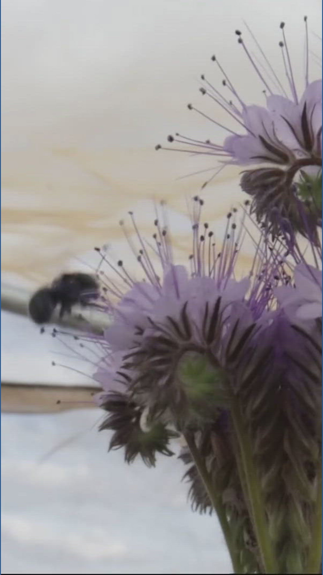 Invasive 'Houdini fly' is threatening mason bees | kgw.com