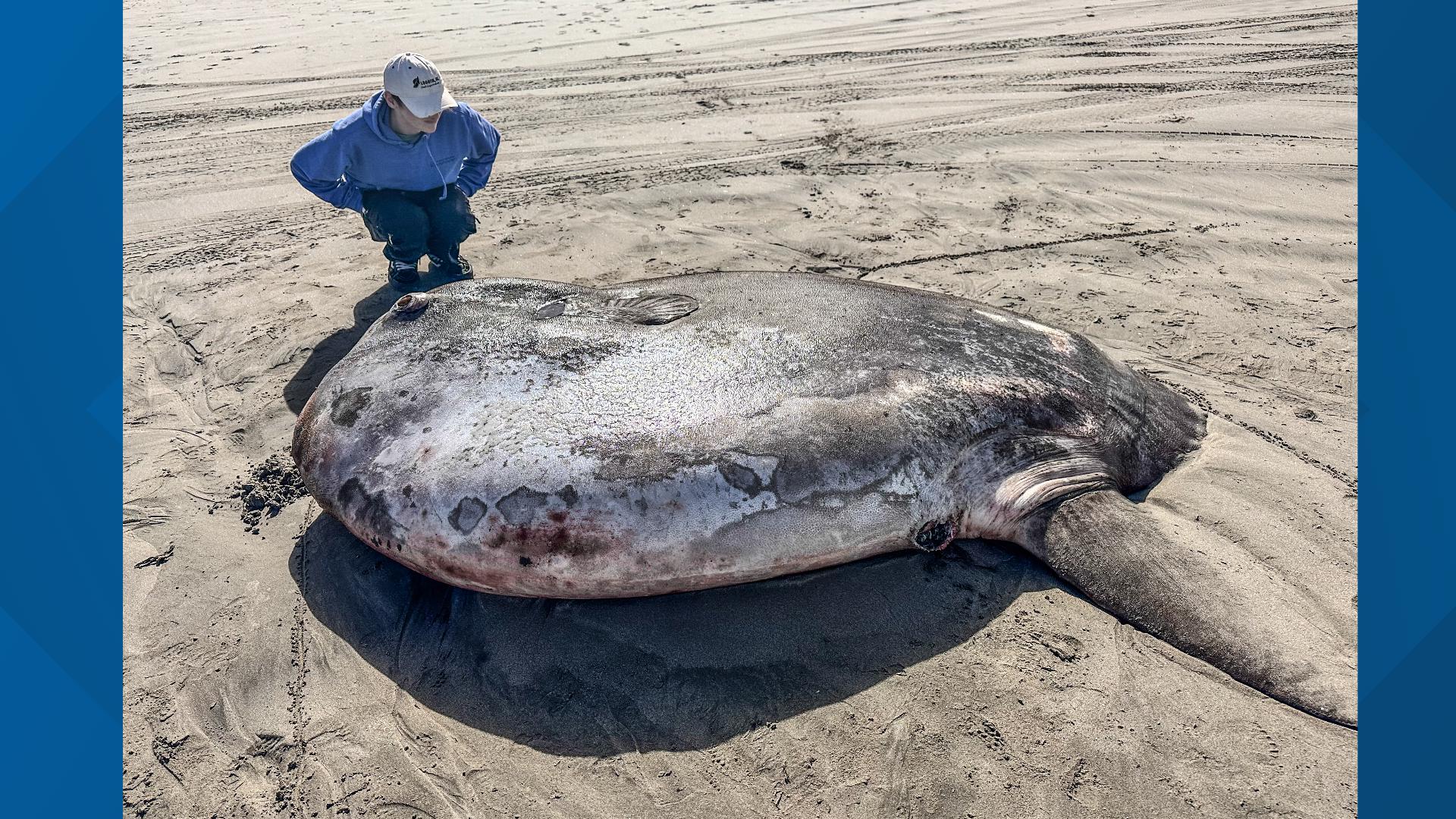Rare giant fish washes up on Oregon Coast | kgw.com