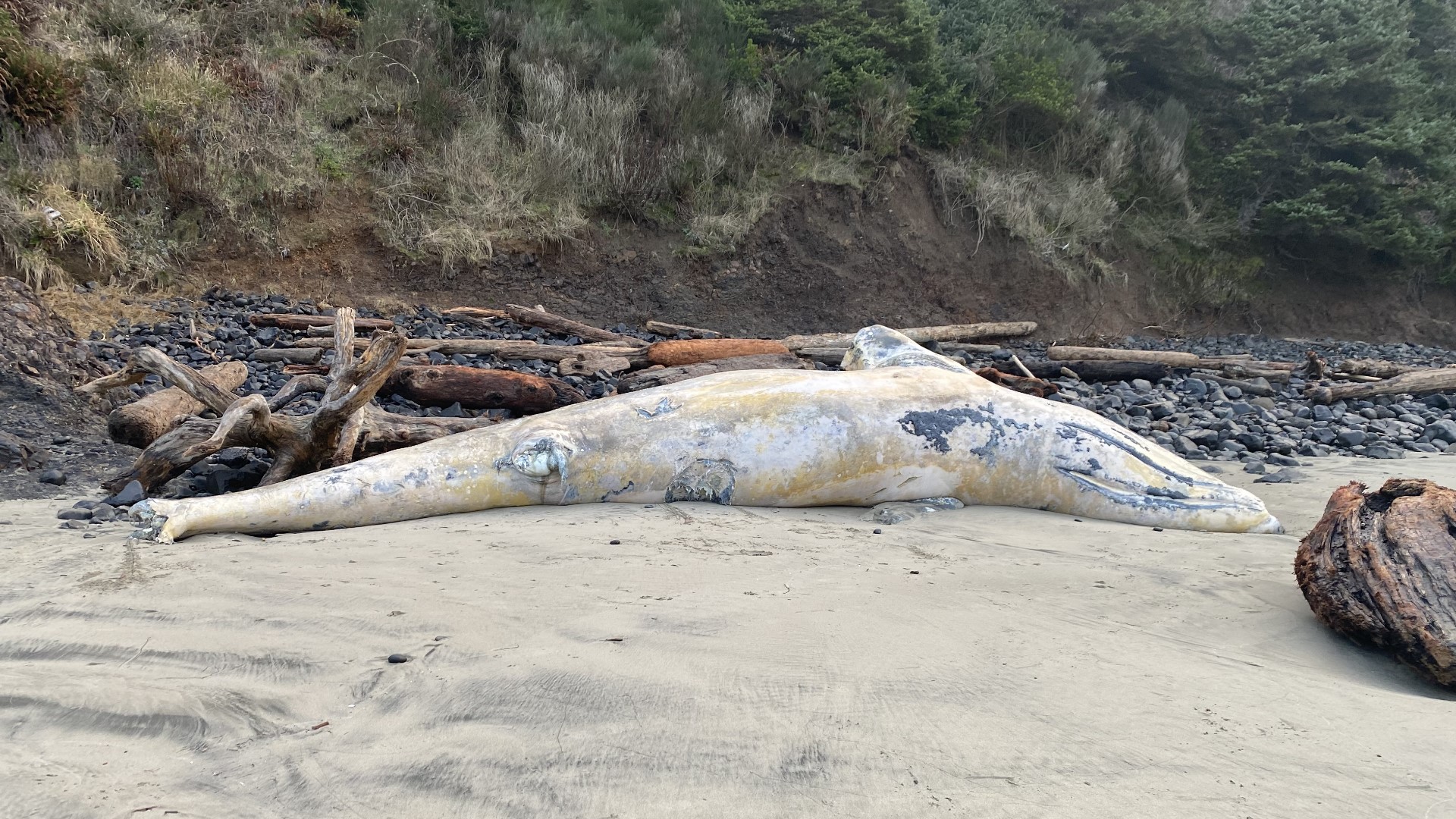 Fourth dead whale washes up along the Oregon coast | kgw.com