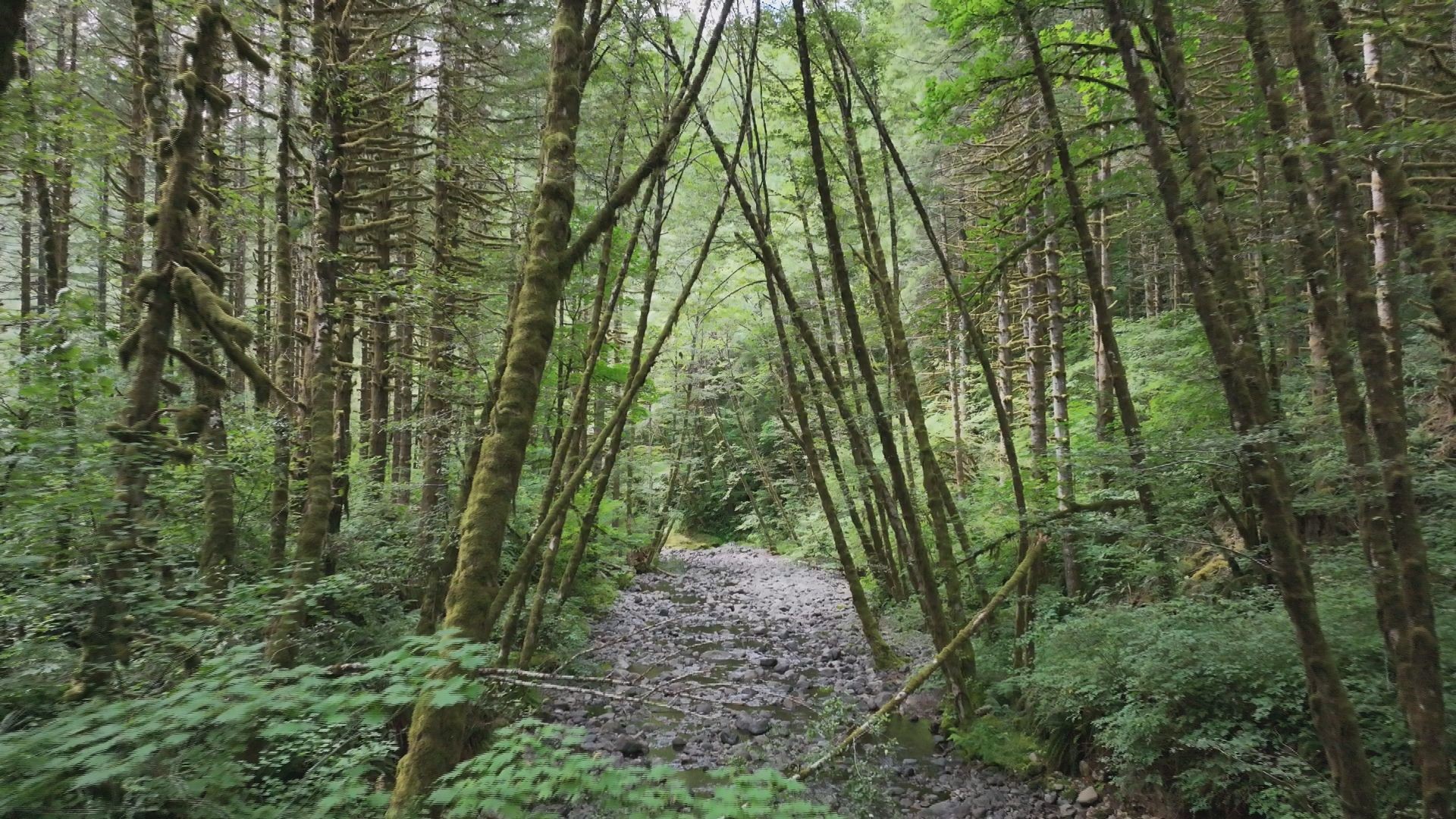 Oregon's state forest plan rankles environmental, timber groups | kgw.com