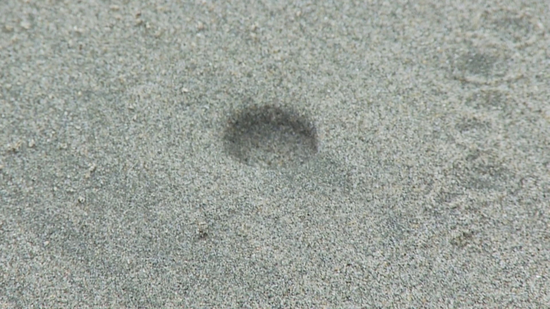 Razor clam harvesting reopens along much of Oregon Coast | kgw.com