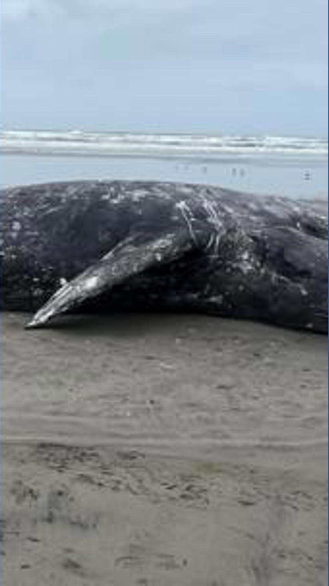'It upsets me that it seems to be a trend': Another dead gray whale ...