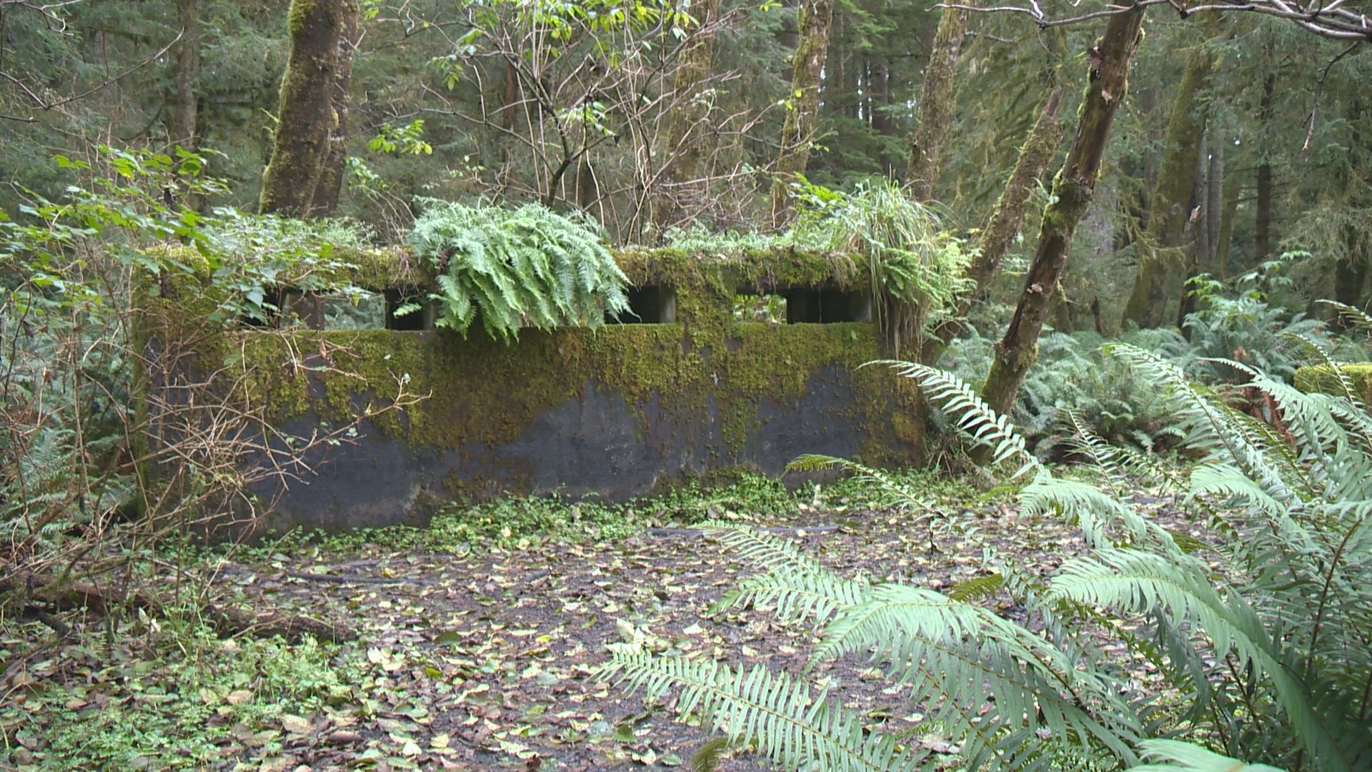 Haunted hikes on the Oregon coast | kgw.com